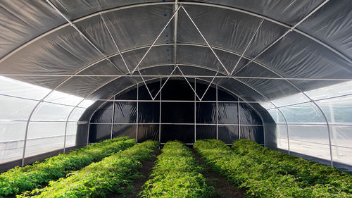 Quality Light Deprivation Greenhouse & Automatic Blackout Greenhouse ...