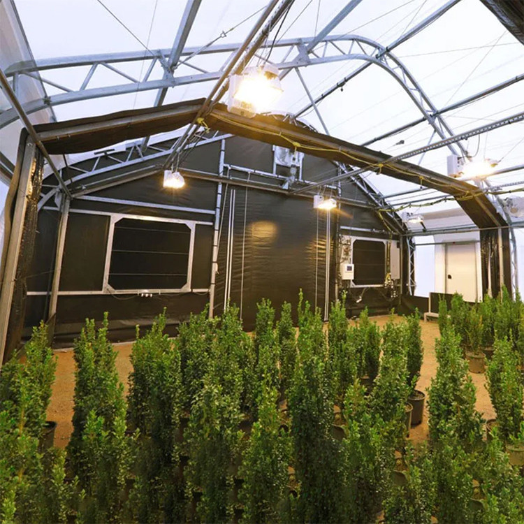 Hemp Greenhouse in Argentina