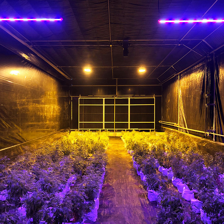 Cannabis Greenhouse Project