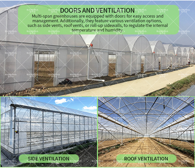 Continuous Structure Multiple Bays Connected Multi Span High Tunnel ...